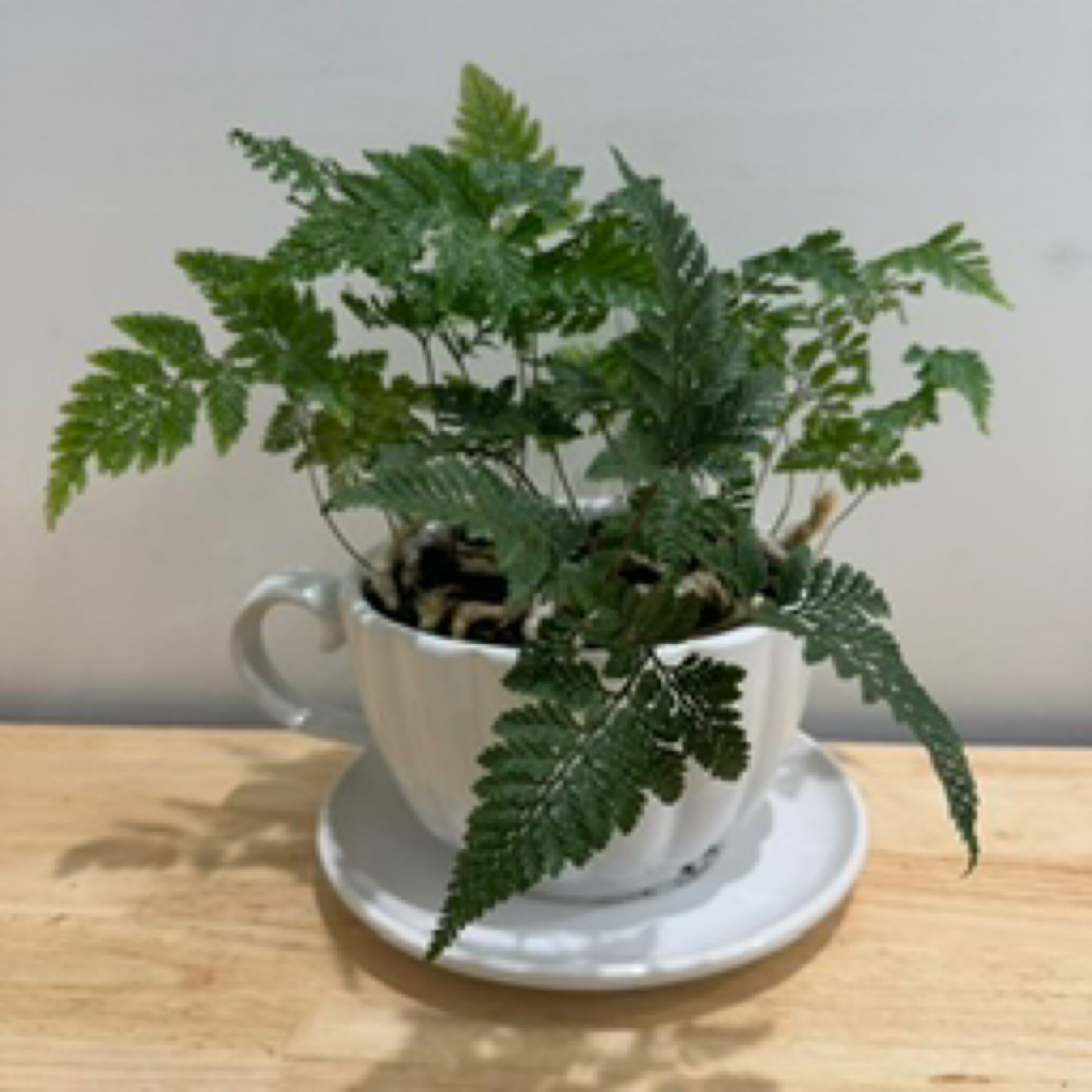 Fern Tea Cup Planter | My Florist Launceston Tasmania & Metaphysical ...
